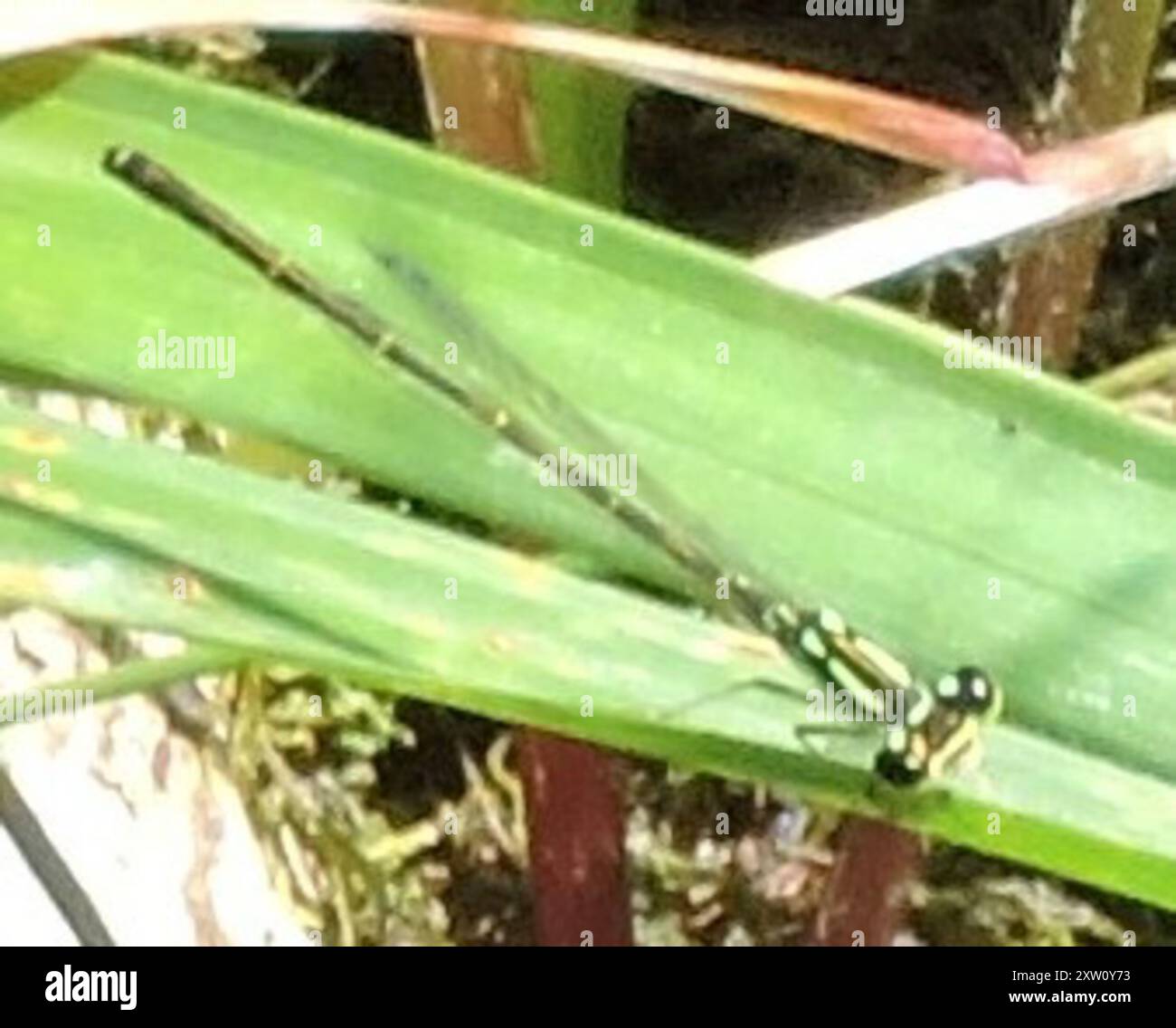 Fragile Forktail (Ischnura posita) Insecta Stock Photo - Alamy