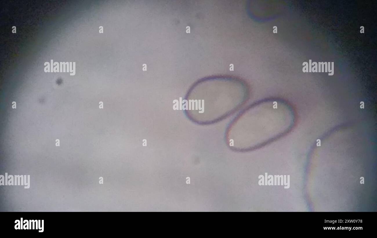 Spadiceum hi-res stock photography and images - Alamy