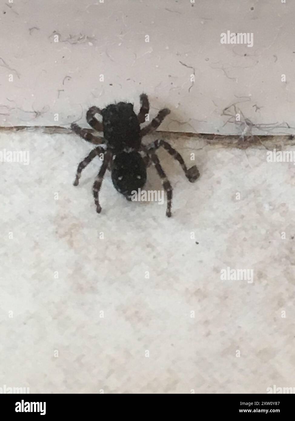 Attulus pubescens hi-res stock photography and images - Alamy