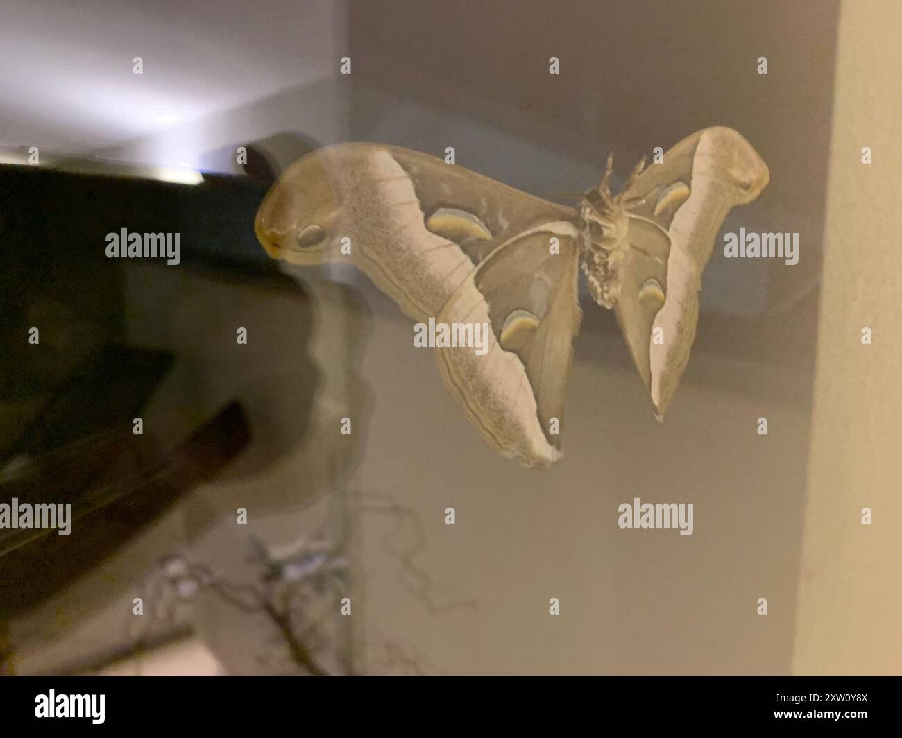 Ailanthus Silkmoth (Samia cynthia) Insecta Stock Photo - Alamy