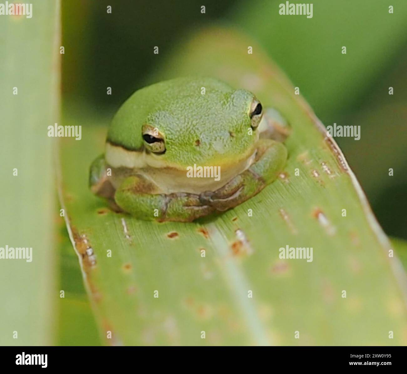 Green Treefrog (Hyla cinerea) Amphibia Stock Photo - Alamy