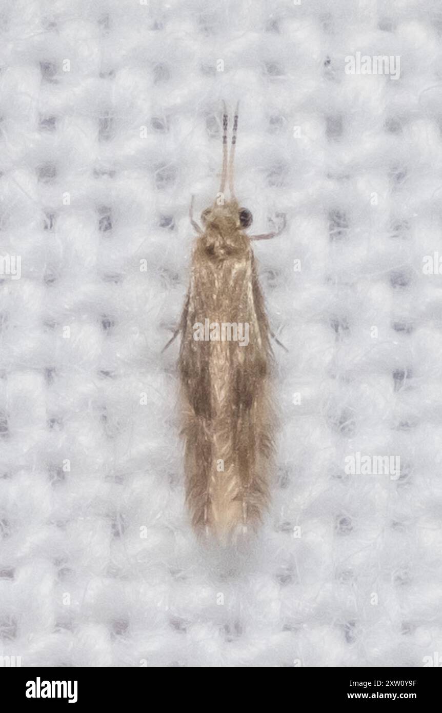 Caddisflies (Trichoptera) Insecta Stock Photo - Alamy