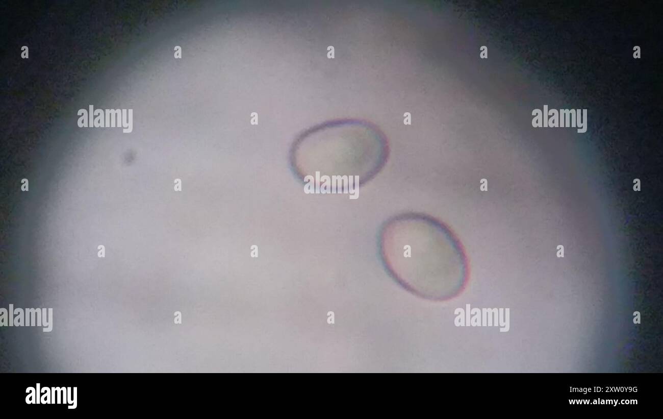 chestnut brittlestem (Homophron spadiceum) Fungi Stock Photo - Alamy