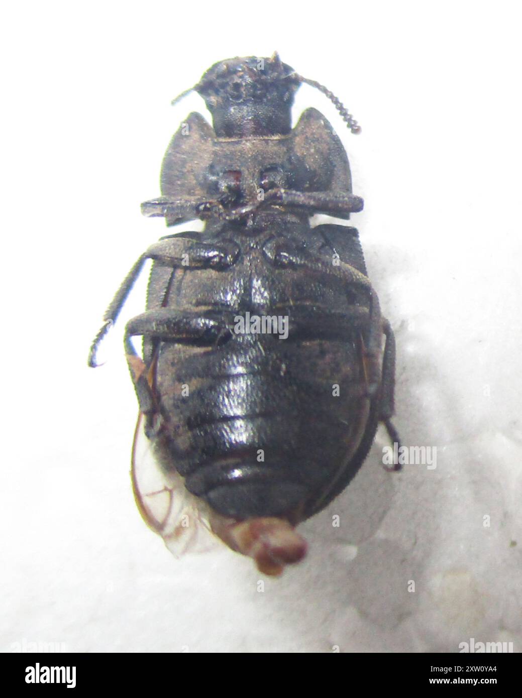 Dusty Surface Beetles (Gonocephalum) Insecta Stock Photo - Alamy