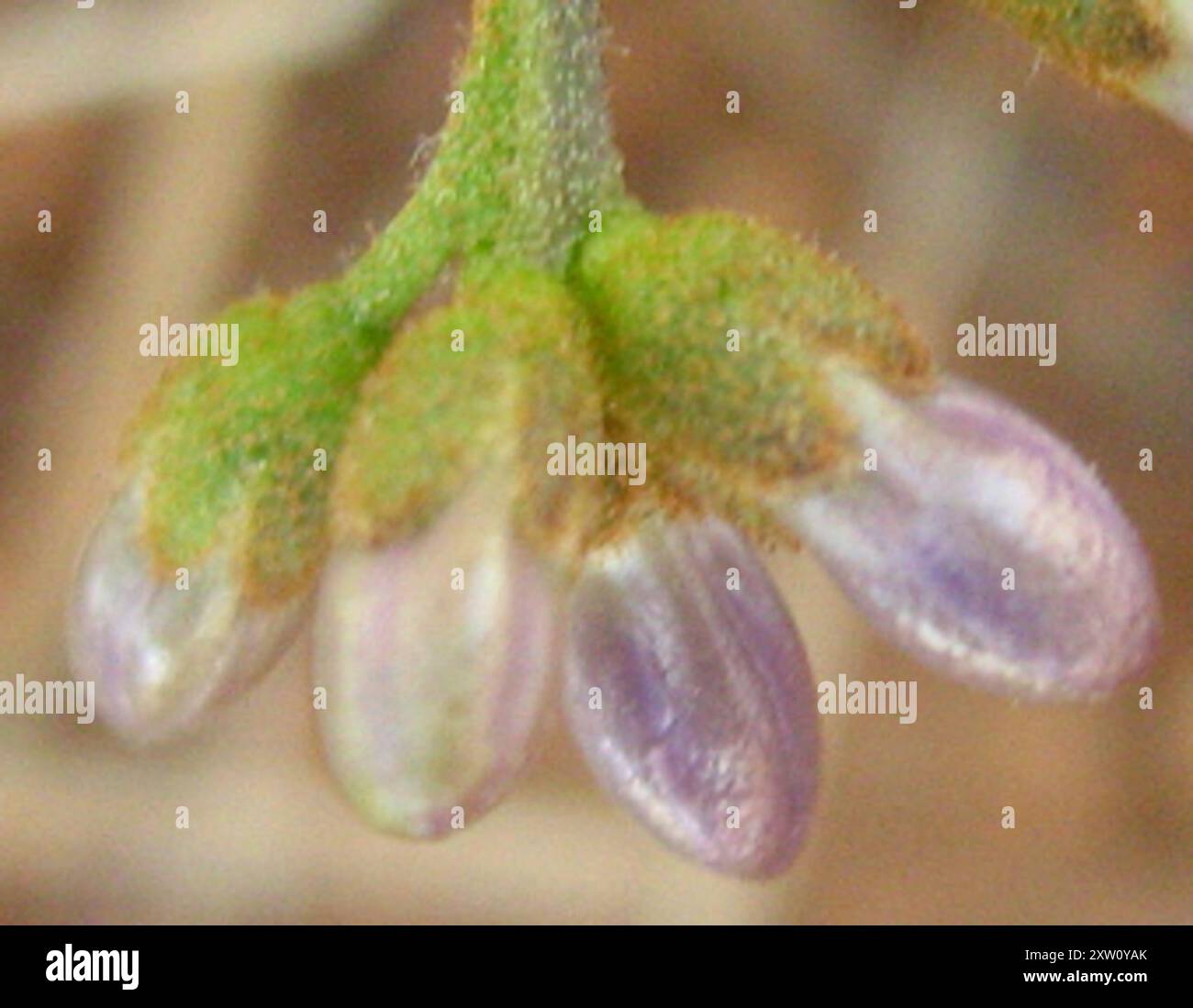 Puzzle Bush (Ehretia rigida) Plantae Stock Photo - Alamy