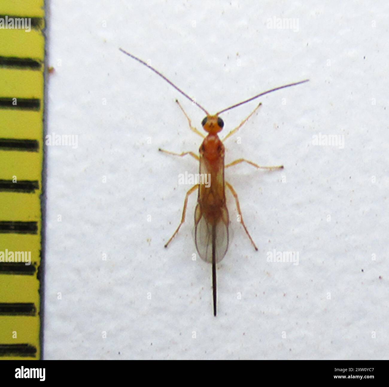 Braconid Wasps (Braconidae) Insecta Stock Photo - Alamy