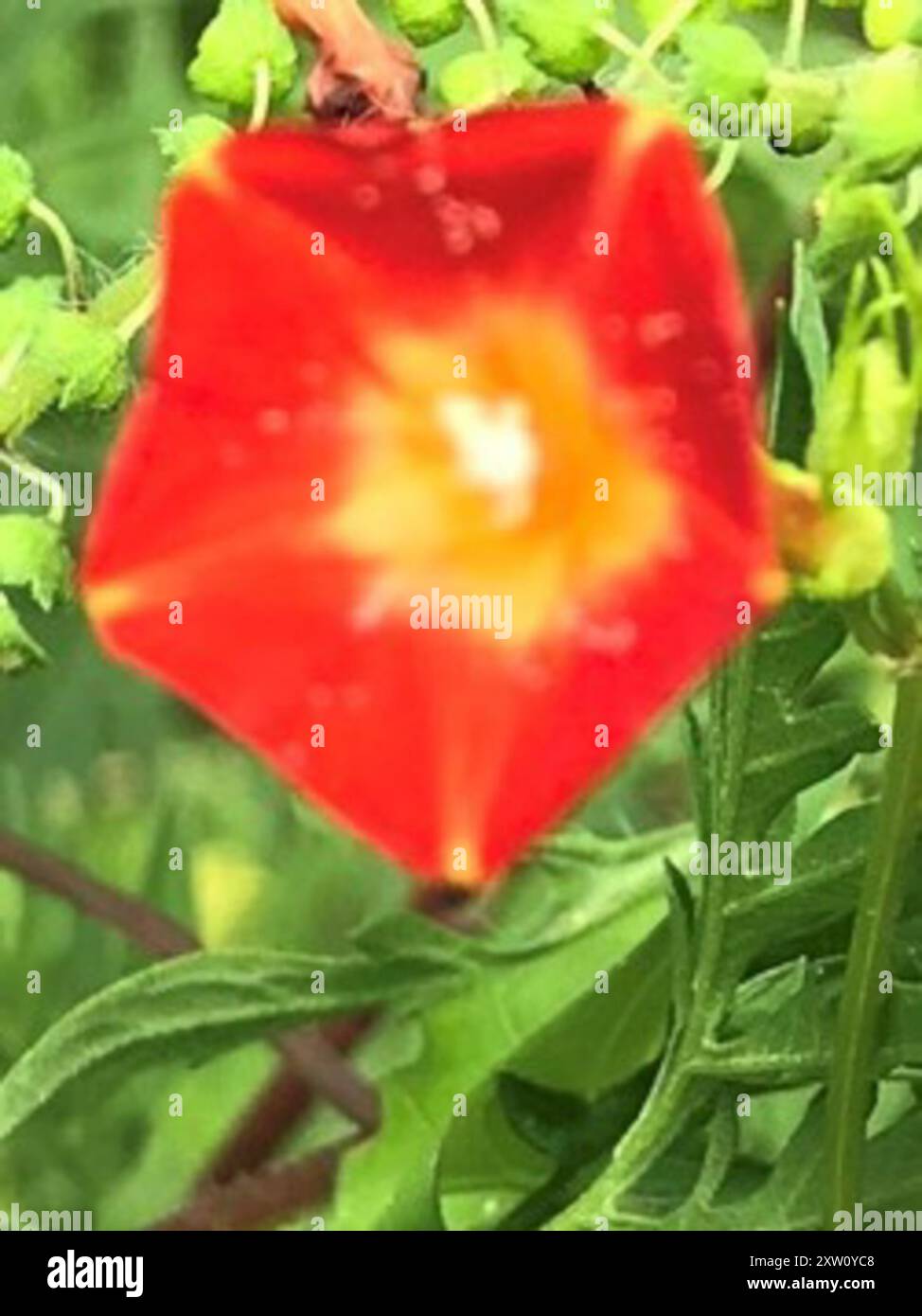 red morning glory (Ipomoea coccinea) Plantae Stock Photo - Alamy