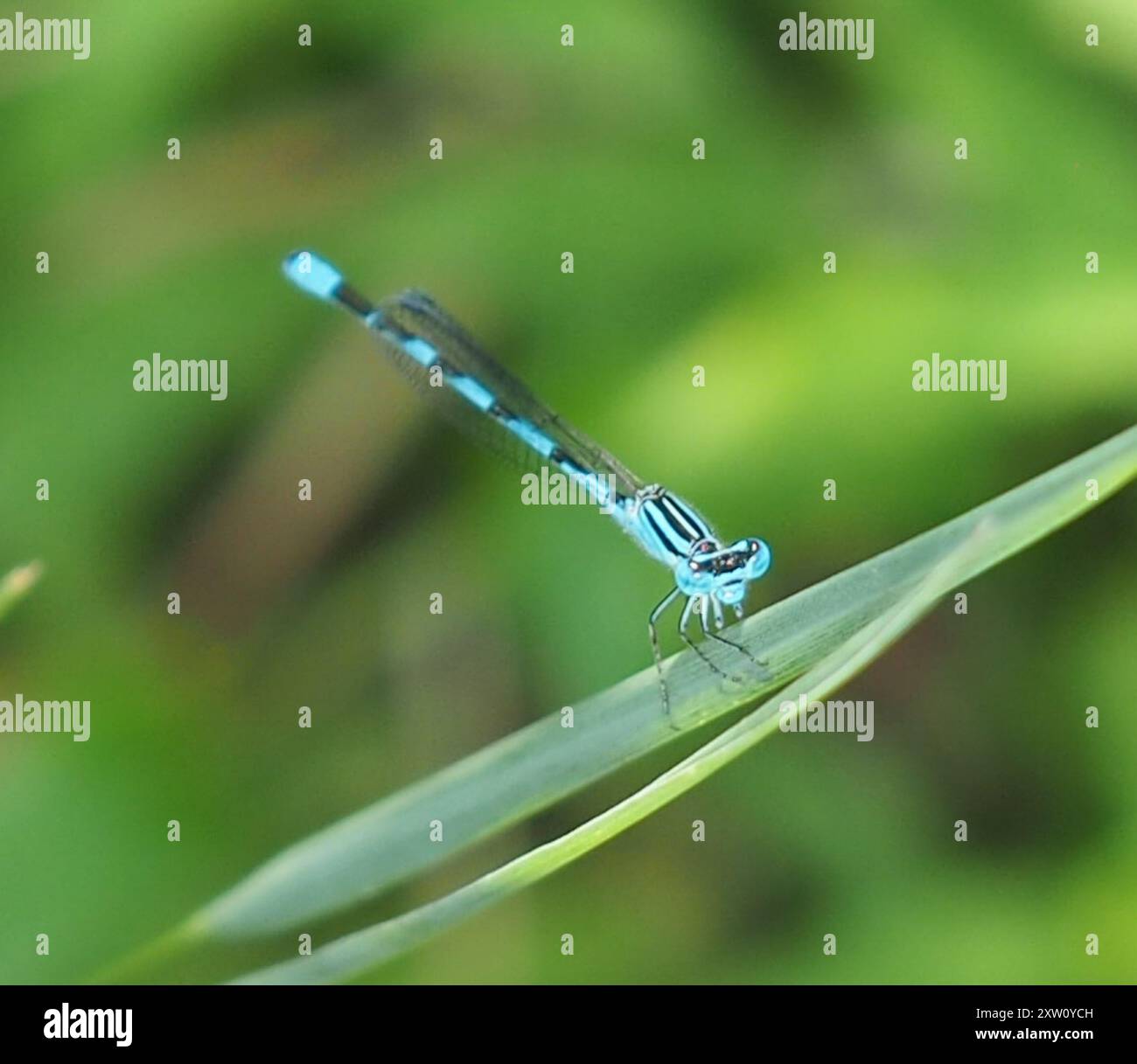 Big Bluet (Enallagma durum) Insecta Stock Photo - Alamy