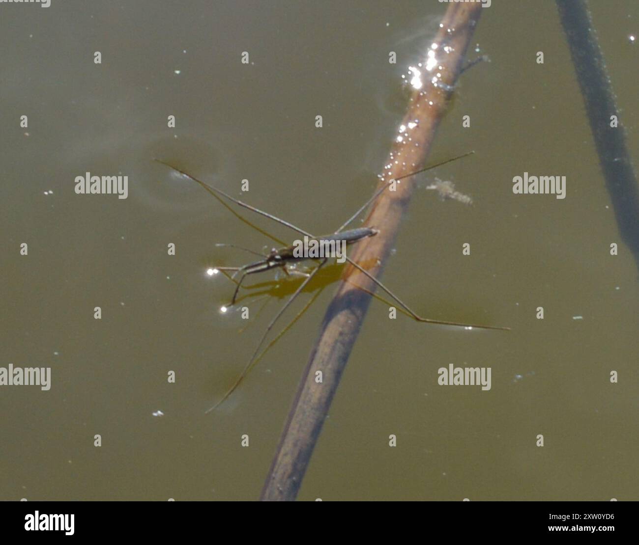 Typical Water Striders (Gerrinae) Insecta Stock Photo - Alamy