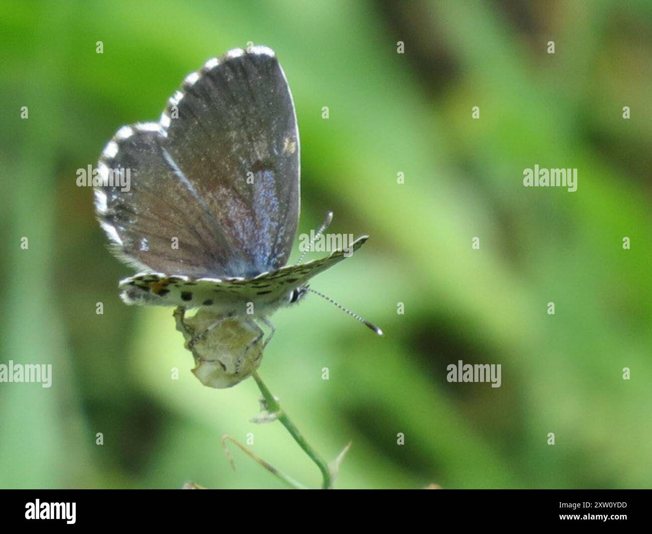 Chequered Blue (Scolitantides orion) Insecta Stock Photo - Alamy