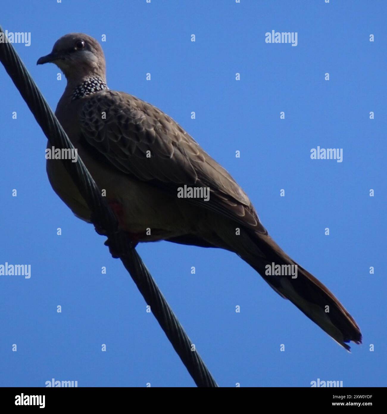 Spotted Dove (Spilopelia chinensis) Aves Stock Photo - Alamy