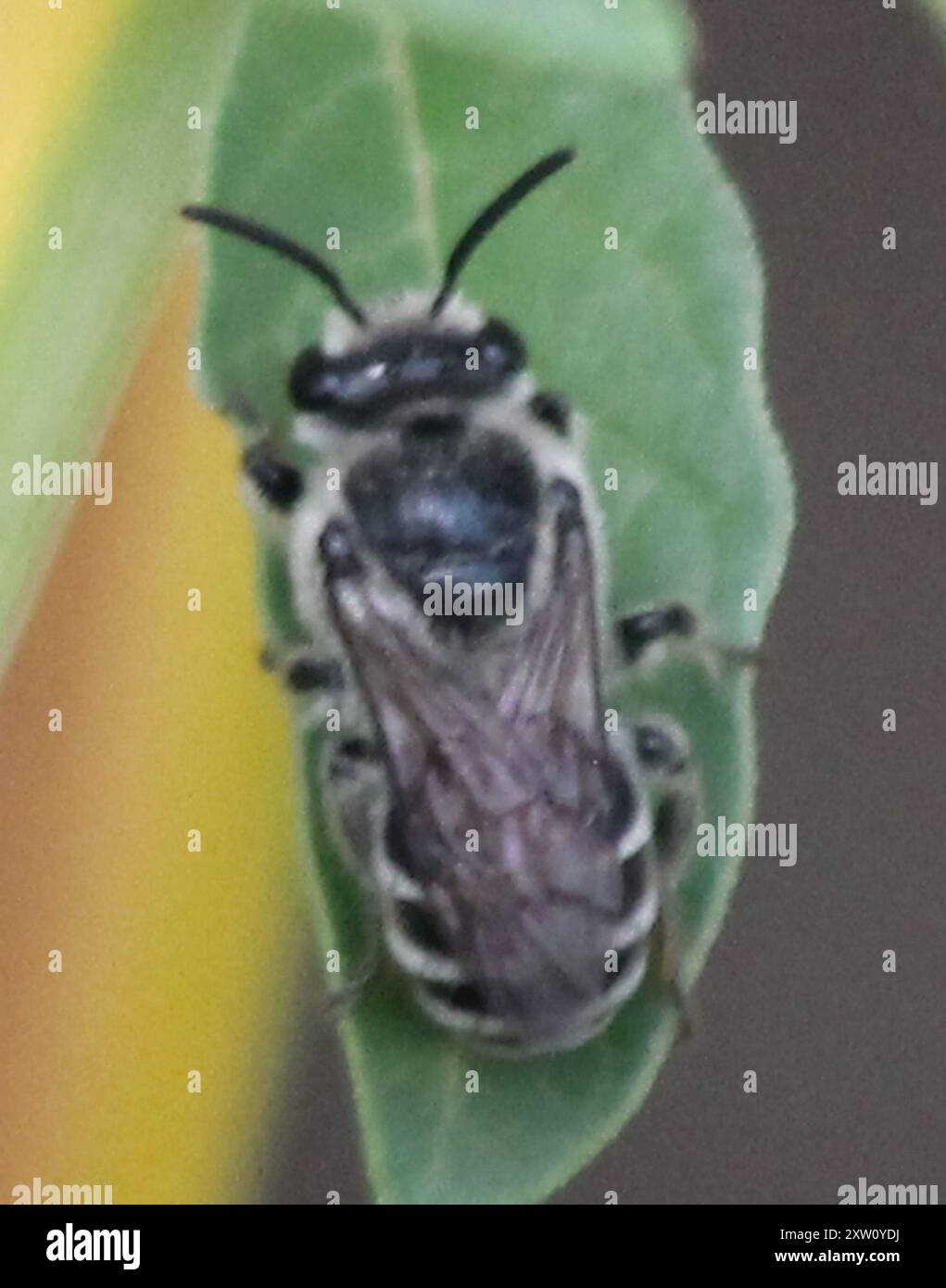 Cellophane Bees (Colletes) Insecta Stock Photo - Alamy