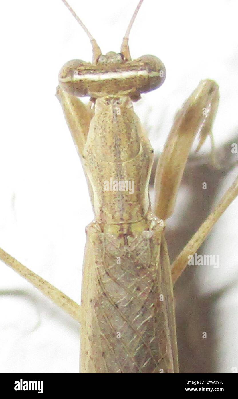 Mantids (Mantidae) Insecta Stock Photo - Alamy