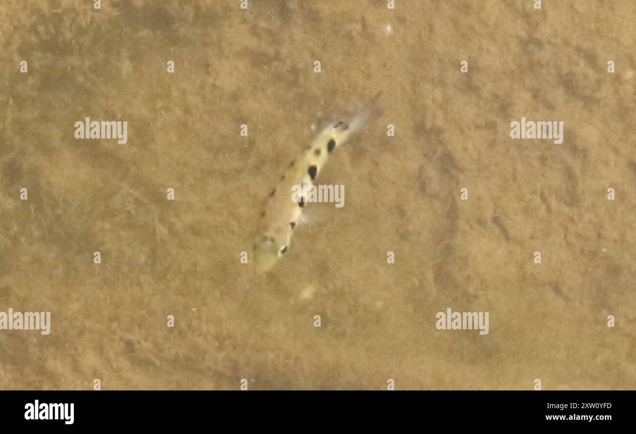 Spotted Archerfish (Toxotes chatareus) Actinopterygii Stock Photo - Alamy