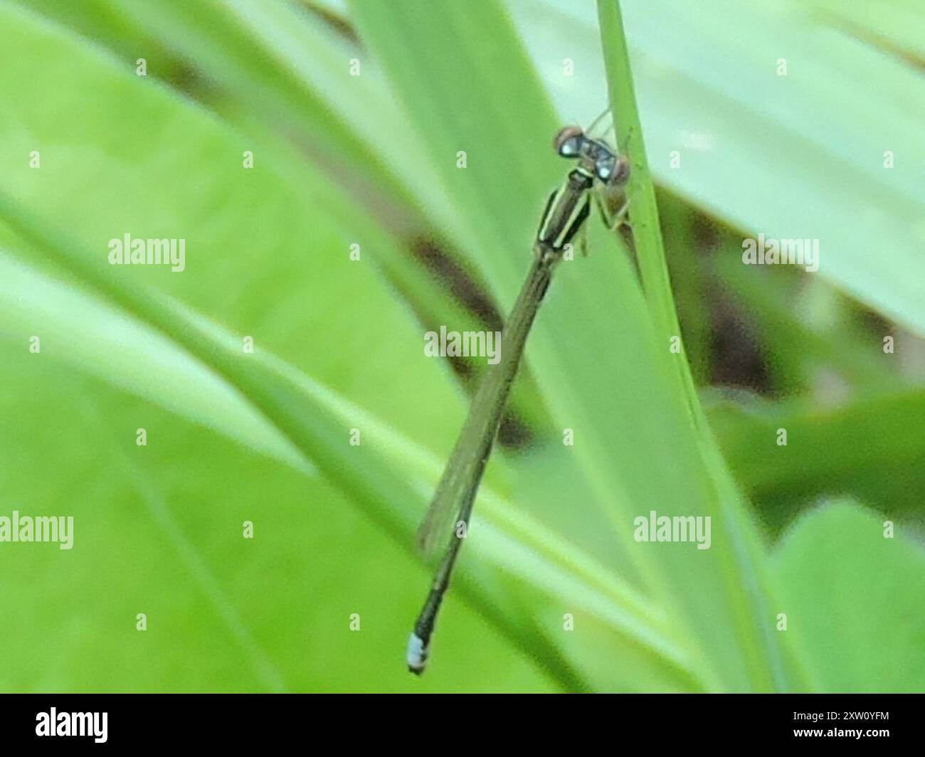 Eastern Forktail (Ischnura verticalis) Insecta Stock Photo - Alamy