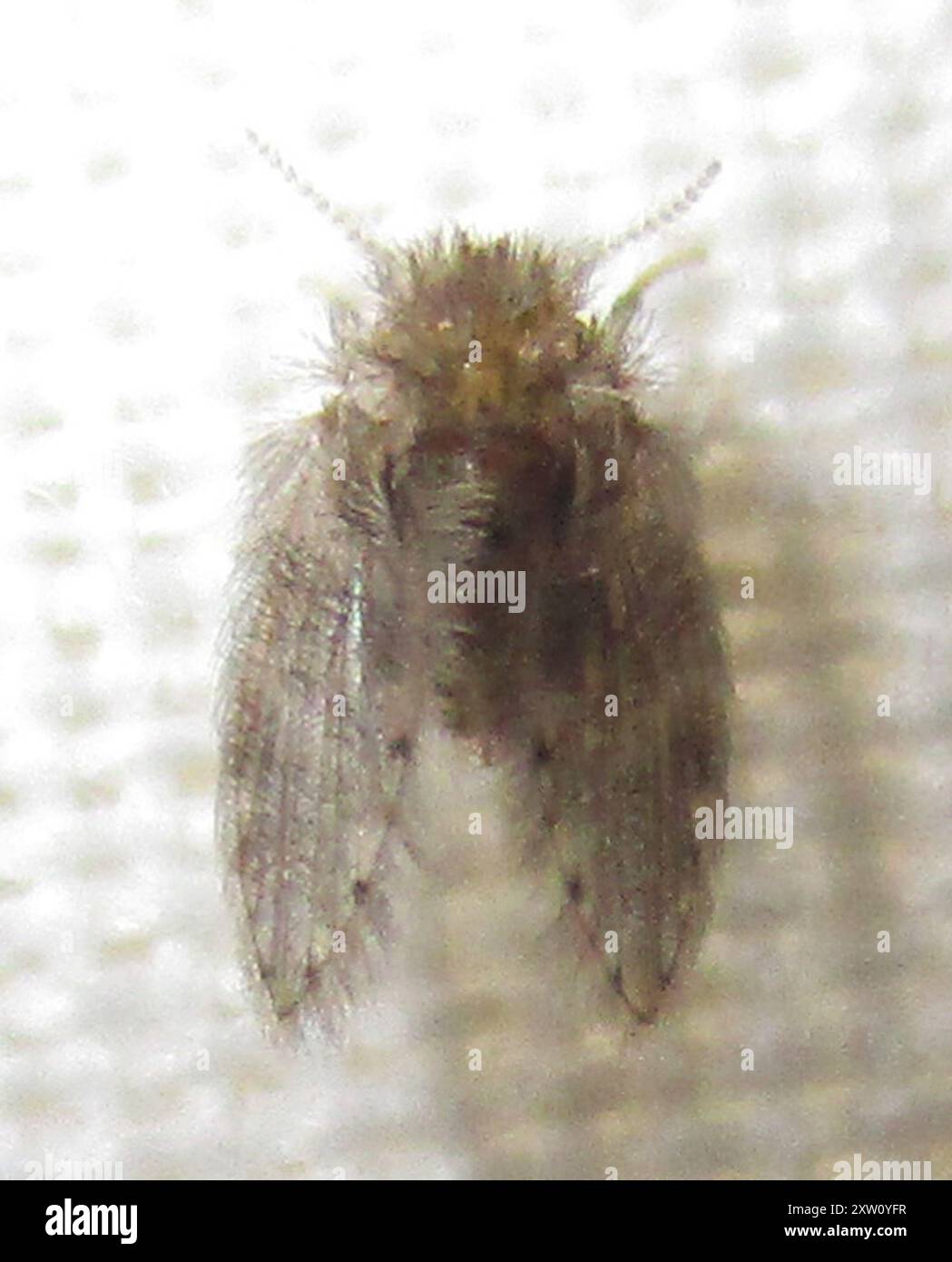 Moth Flies (Psychodinae) Insecta Stock Photo - Alamy