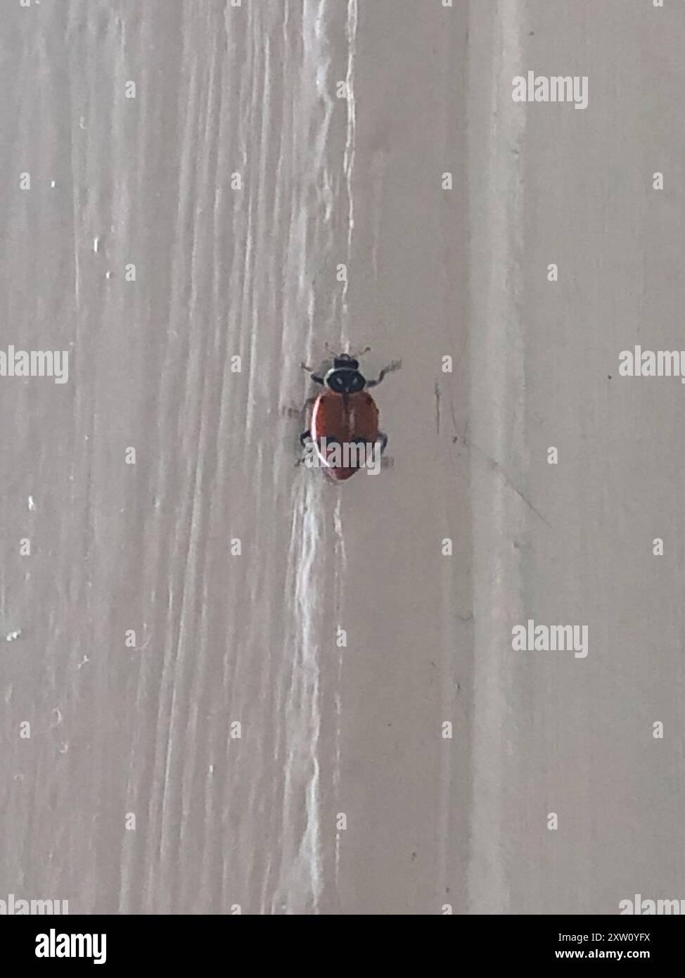 Oblong Lady Beetles (Hippodamia) Insecta Stock Photo - Alamy