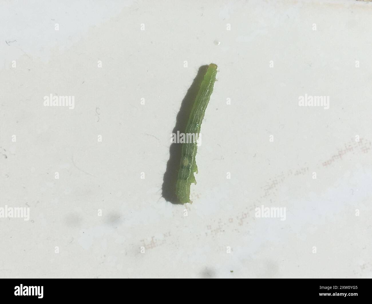 Plusiine Looper Moths (Plusiinae) Insecta Stock Photo - Alamy