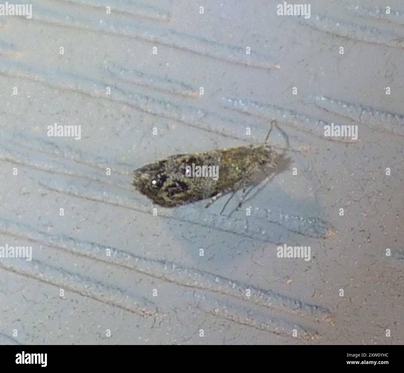 Metalmark Moths (Choreutidae) Insecta Stock Photo - Alamy