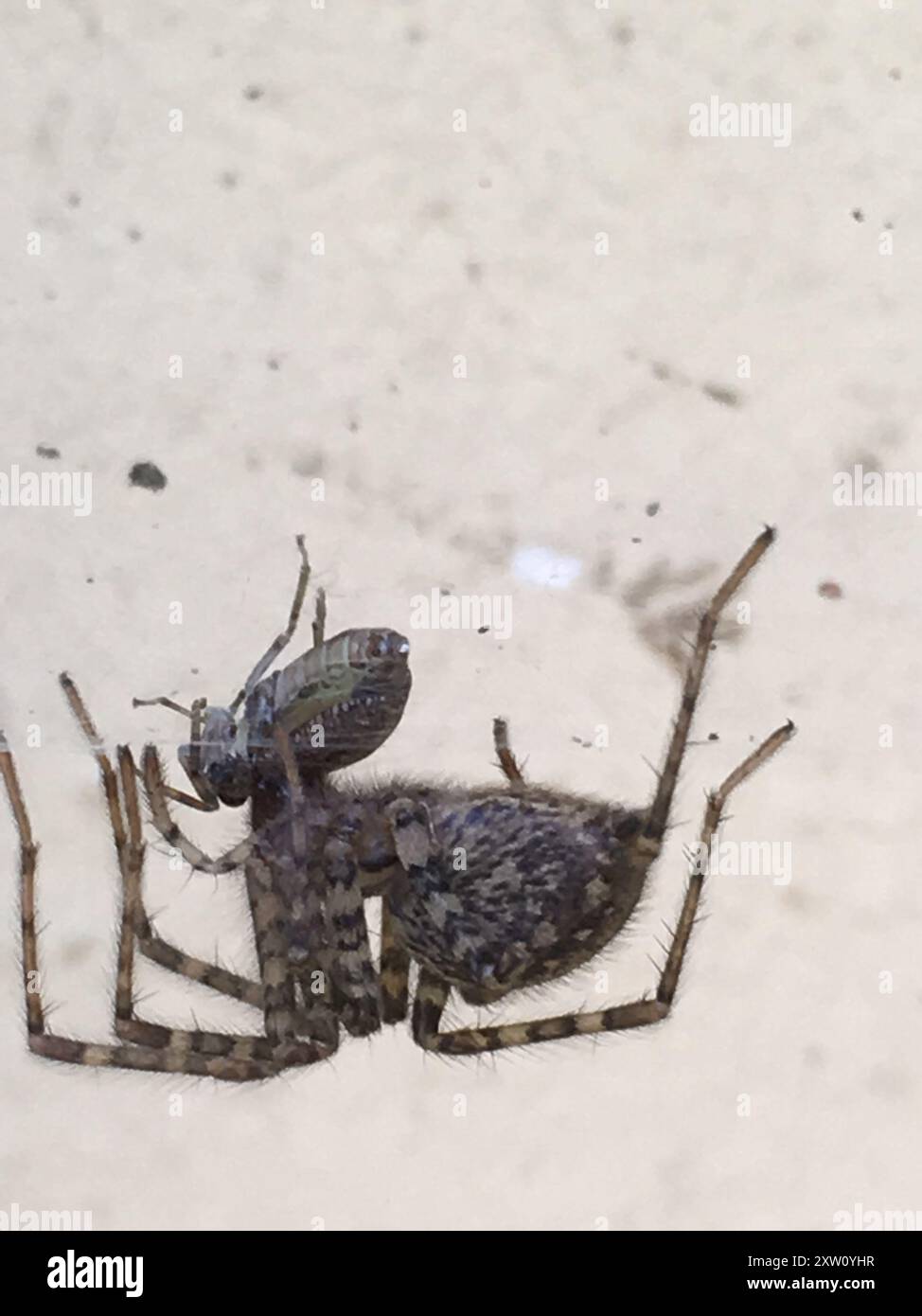 House Funnel-web Spiders (Tegenaria) Arachnida Stock Photo - Alamy