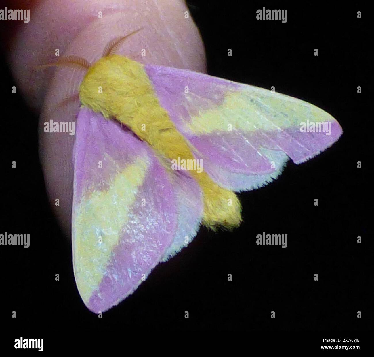 Rosy Maple Moth (Dryocampa rubicunda) Insecta Stock Photo - Alamy