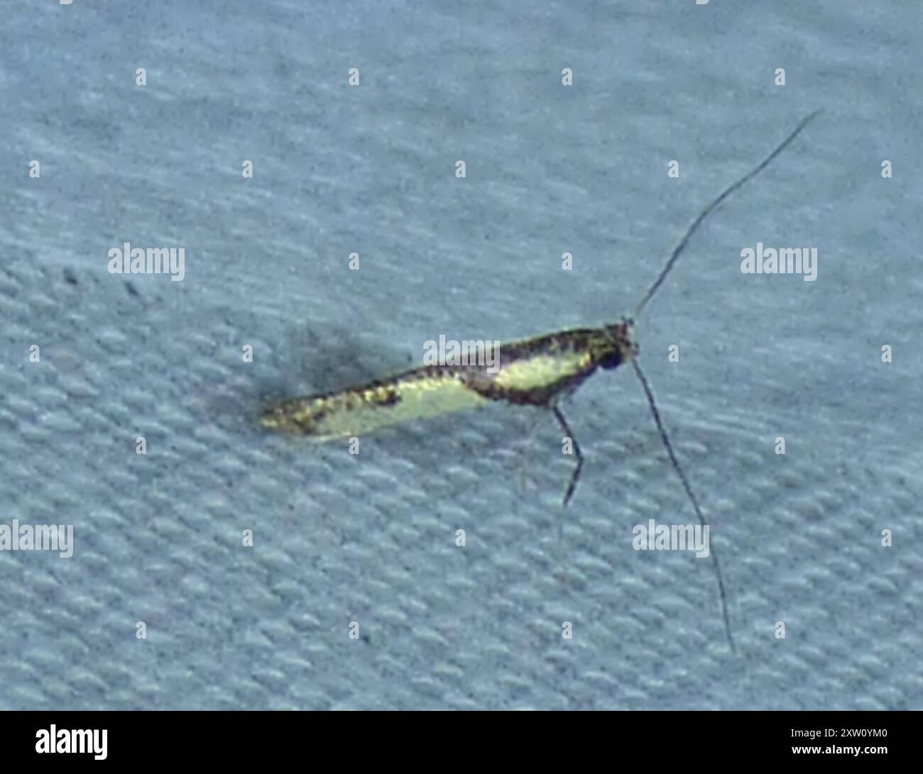 Walnut Caloptilia Moth (Caloptilia blandella) Insecta Stock Photo - Alamy