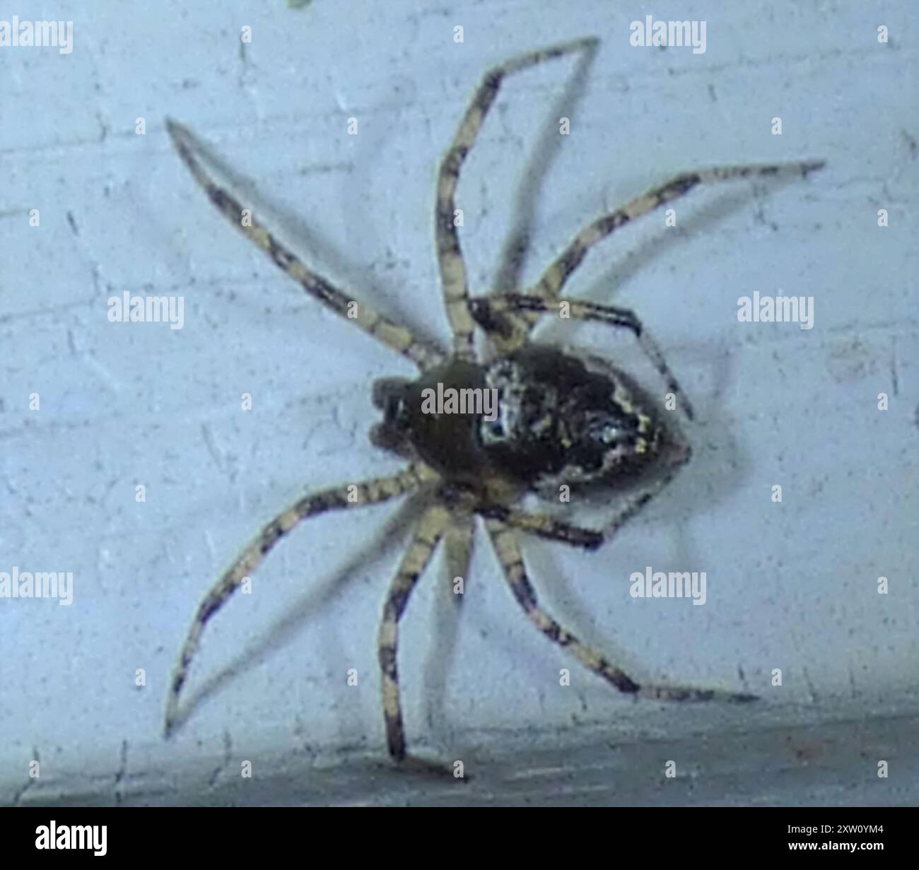 Ant-eating Spiders (Euryopis) Arachnida Stock Photo - Alamy