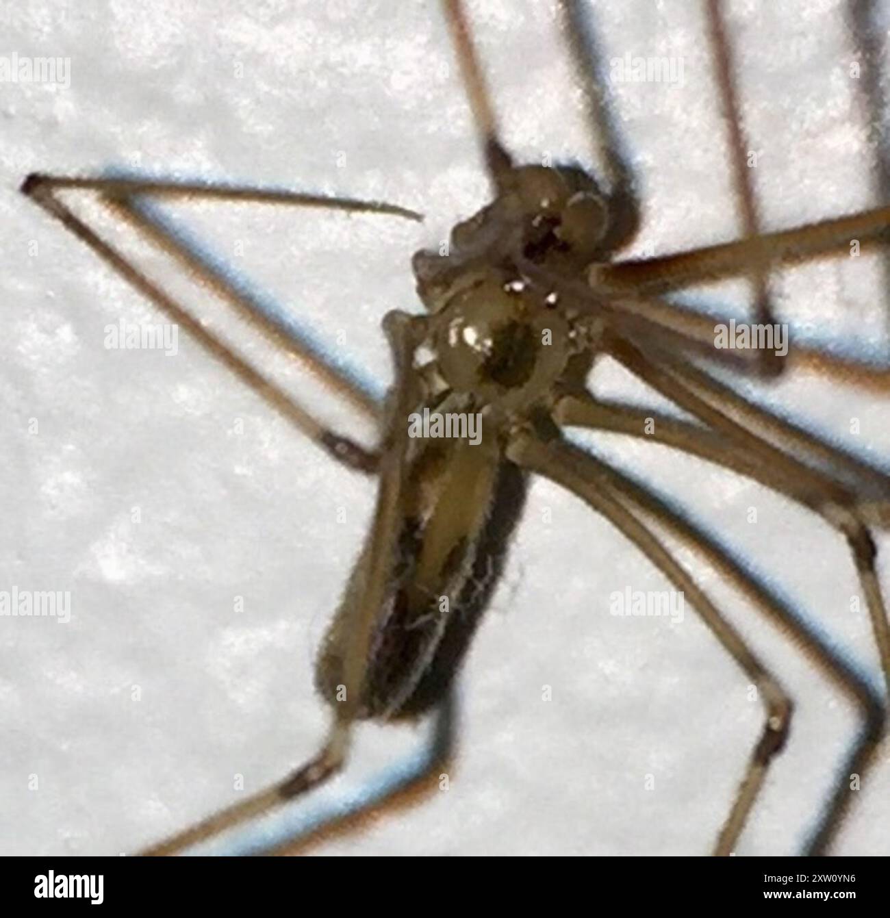 Long-bodied Cellar Spider (Pholcus phalangioides) Arachnida Stock Photo ...