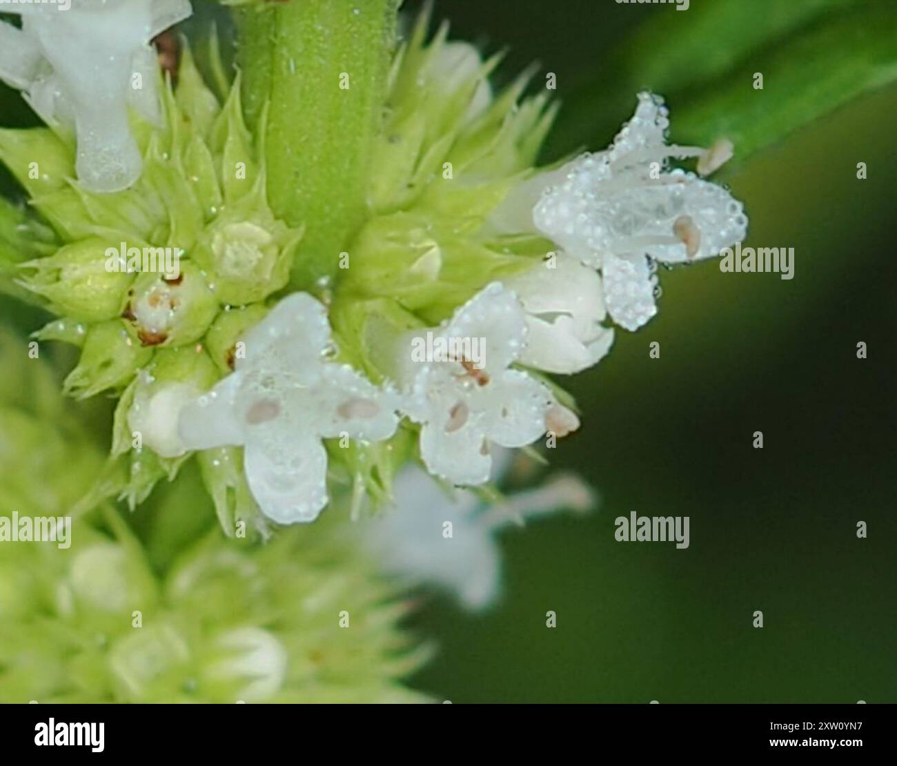 American bugleweed (Lycopus americanus) Plantae Stock Photo - Alamy