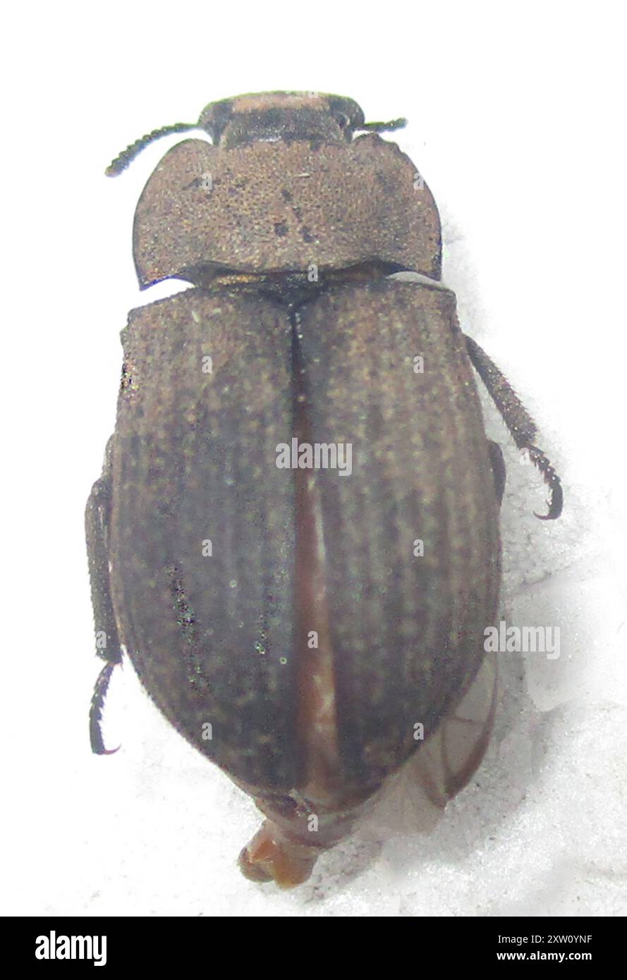 Dusty Surface Beetles (Gonocephalum) Insecta Stock Photo - Alamy