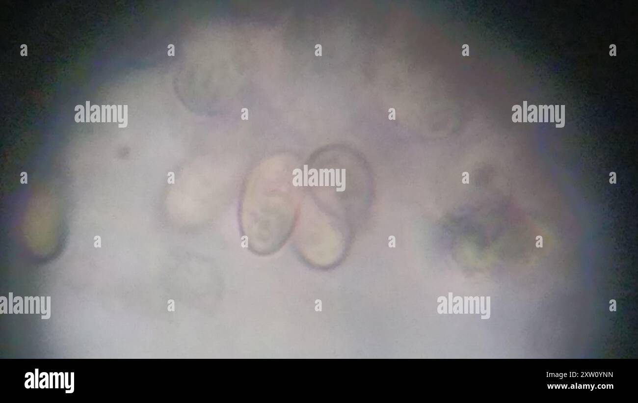 chestnut brittlestem (Homophron spadiceum) Fungi Stock Photo - Alamy