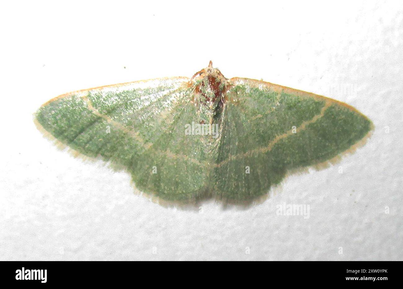 Geometer Moths (Geometridae) Insecta Stock Photo - Alamy