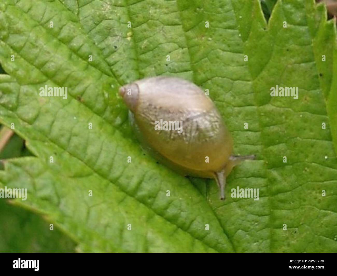 Common European Ambersnail (Succinea putris) Mollusca Stock Photo - Alamy