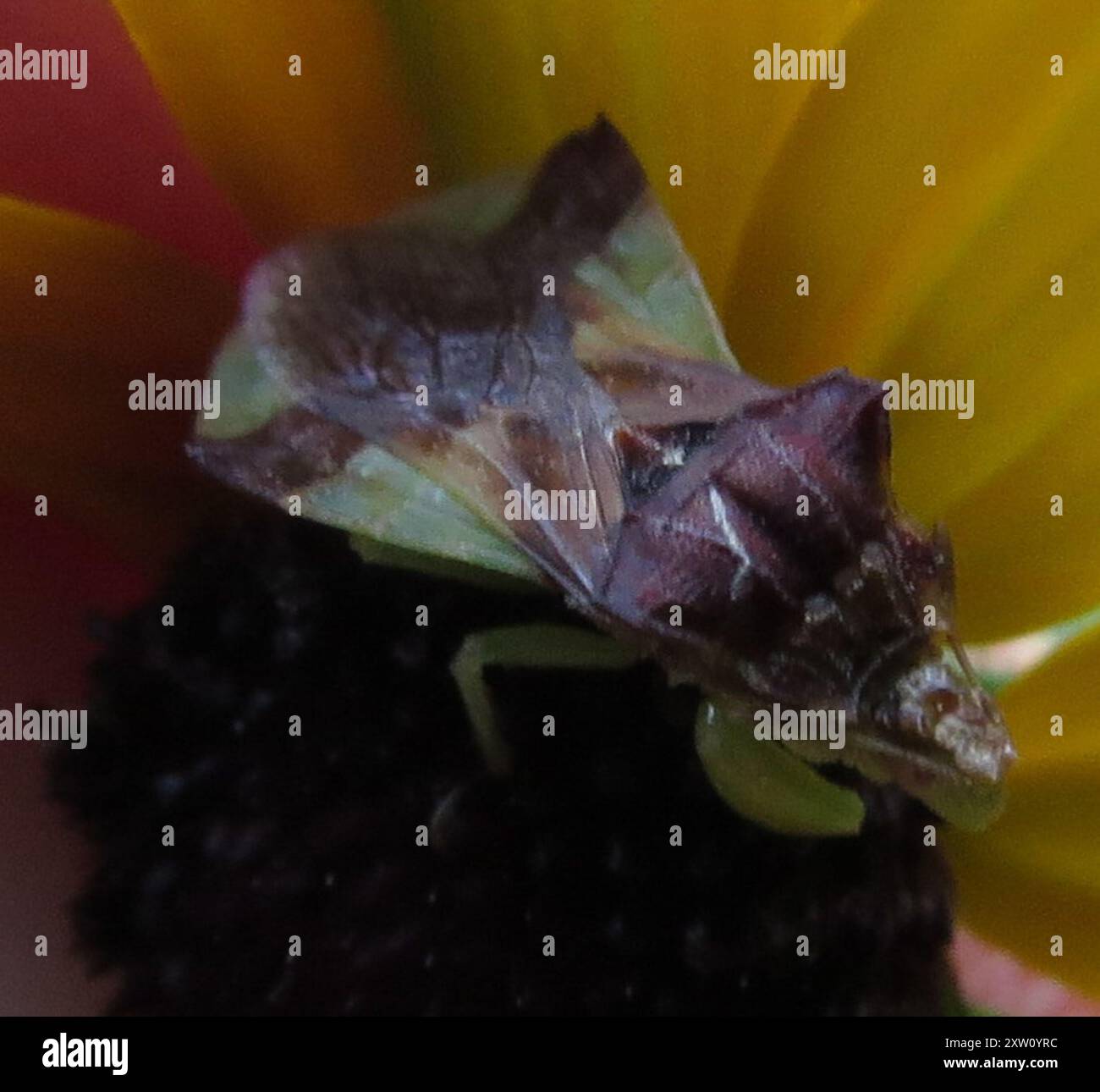 Jagged Ambush Bugs (Phymata) Insecta Stock Photo - Alamy