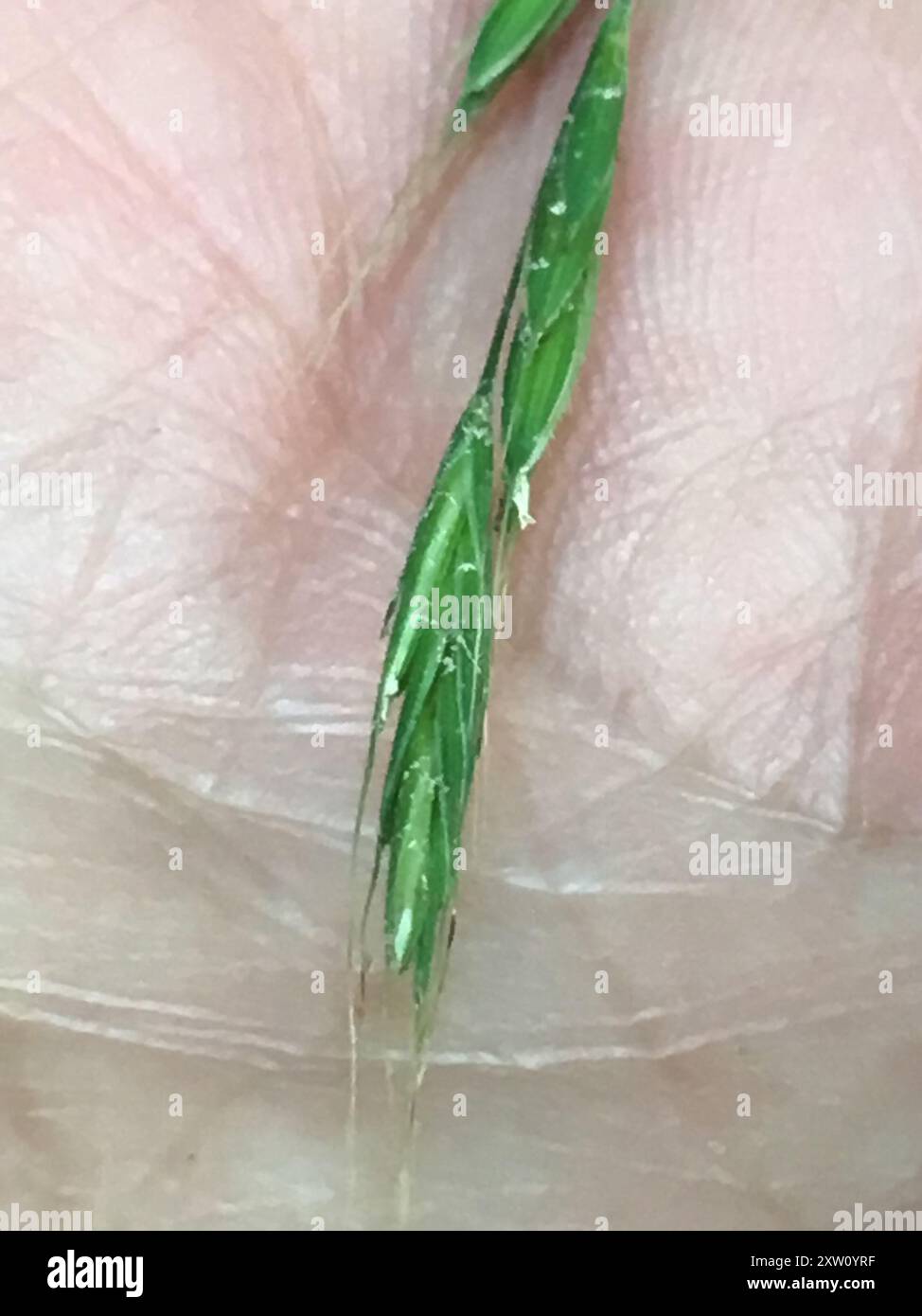 Slender False Brome (Brachypodium sylvaticum) Plantae Stock Photo - Alamy