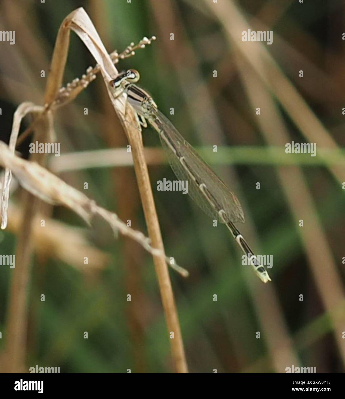 Big Bluet (Enallagma durum) Insecta Stock Photo - Alamy