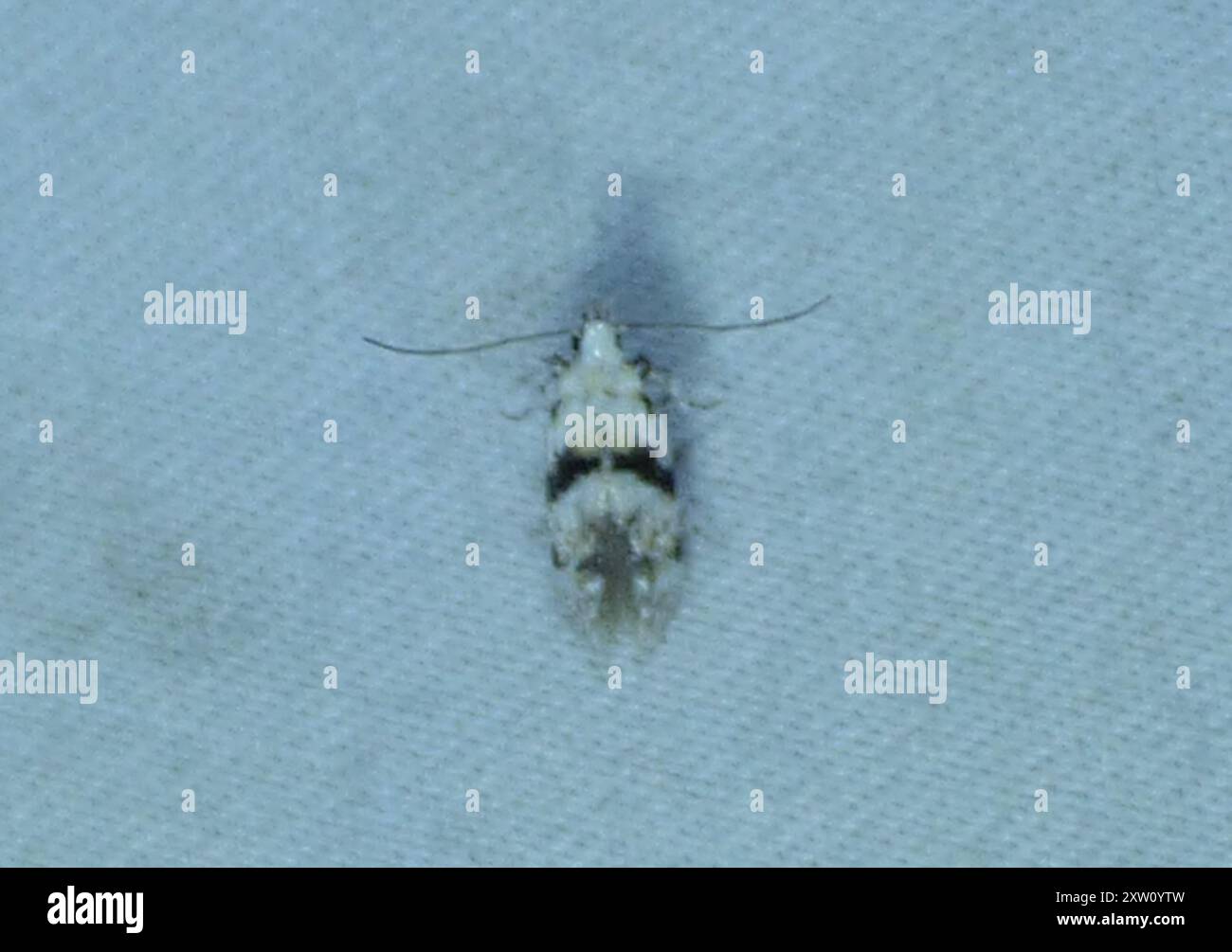 White Stripe-backed Moth (Arogalea cristifasciella) Insecta Stock Photo ...