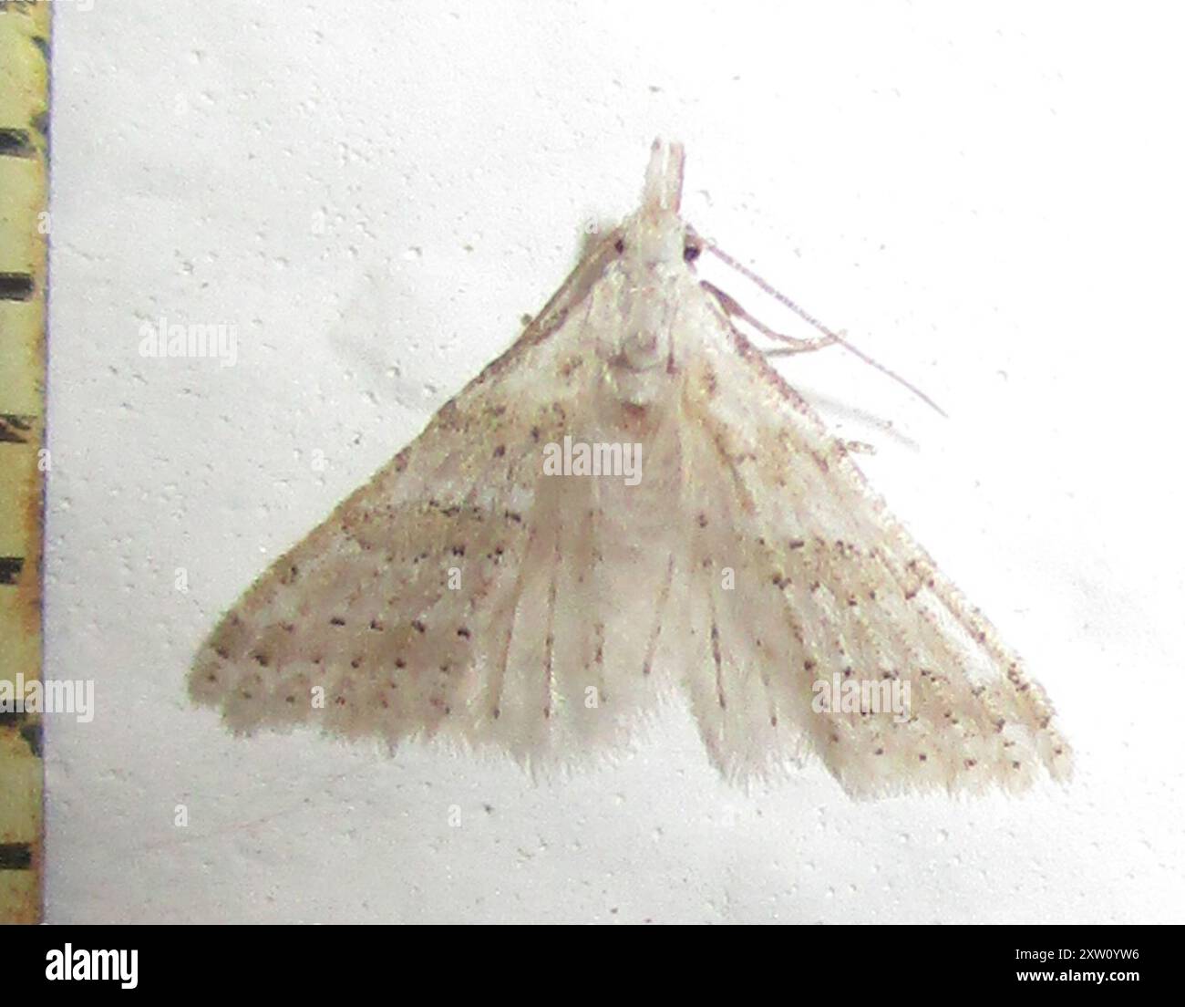 Many-plumed Moths (Alucitidae) Insecta Stock Photo - Alamy