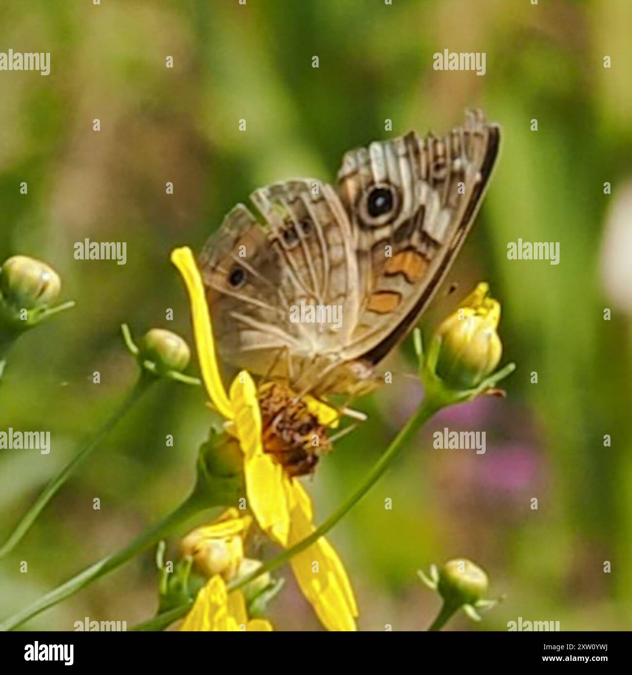 Common Buckeye (Junonia coenia) Insecta Stock Photo - Alamy