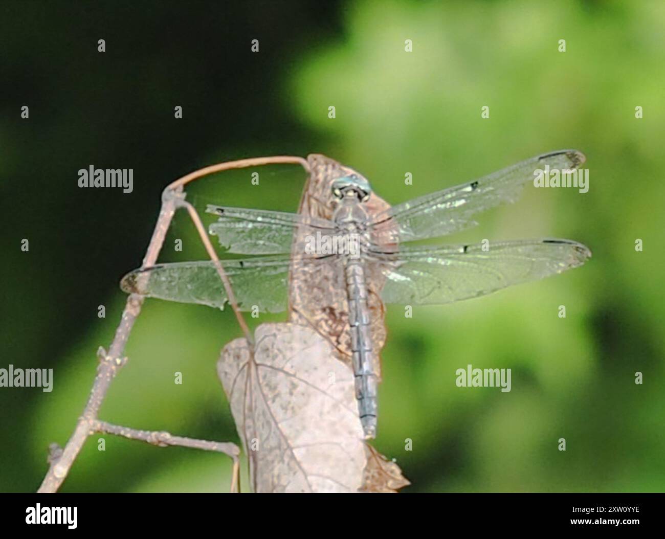 Great Blue Skimmer (Libellula vibrans) Insecta Stock Photo - Alamy