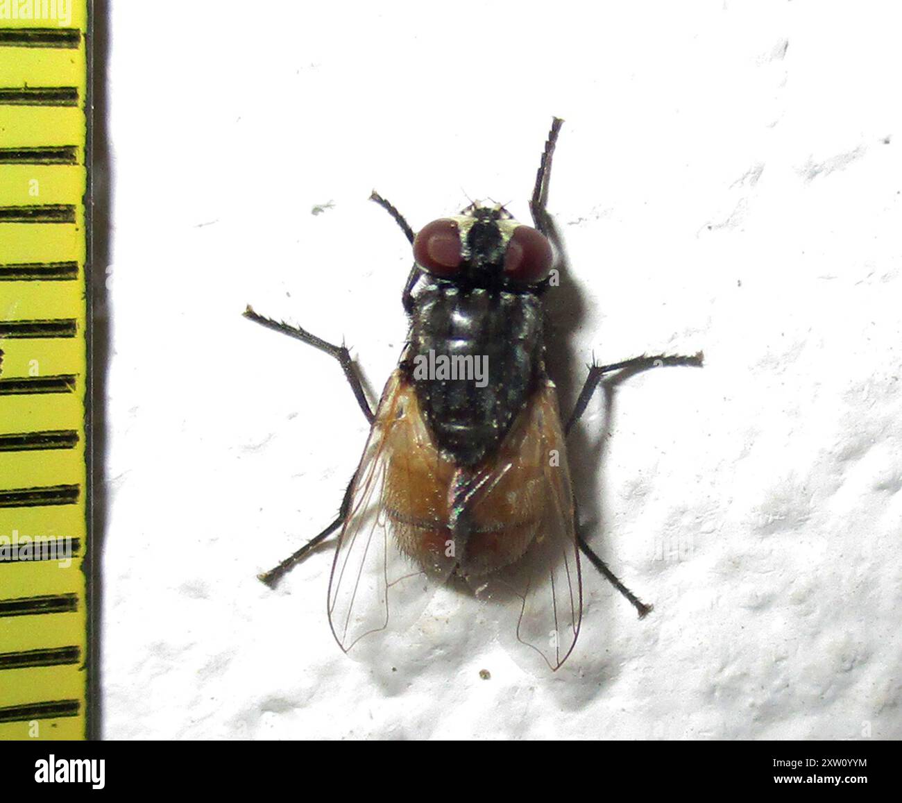 Calyptrate Flies (Calyptratae) Insecta Stock Photo - Alamy