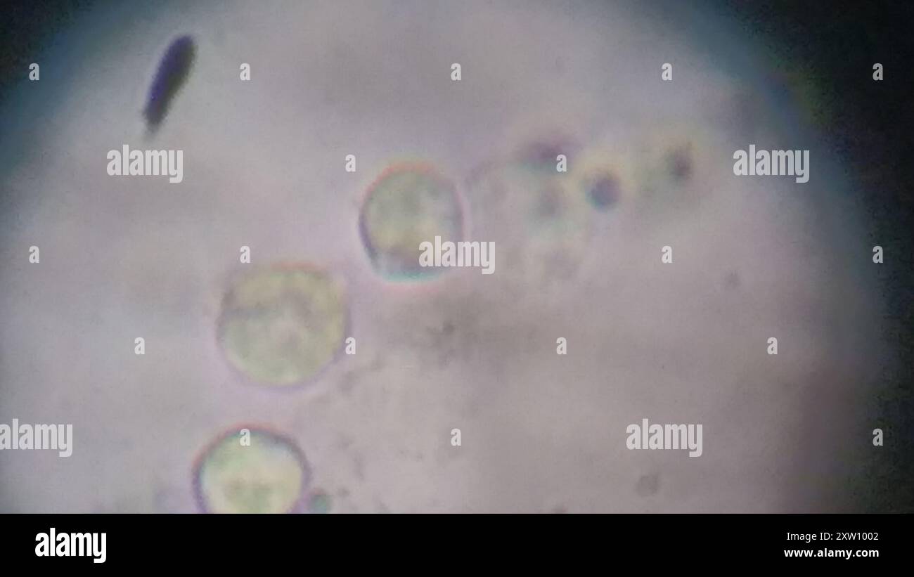 dark fanvault (Hodophilus hymenocephalus) Fungi Stock Photo - Alamy
