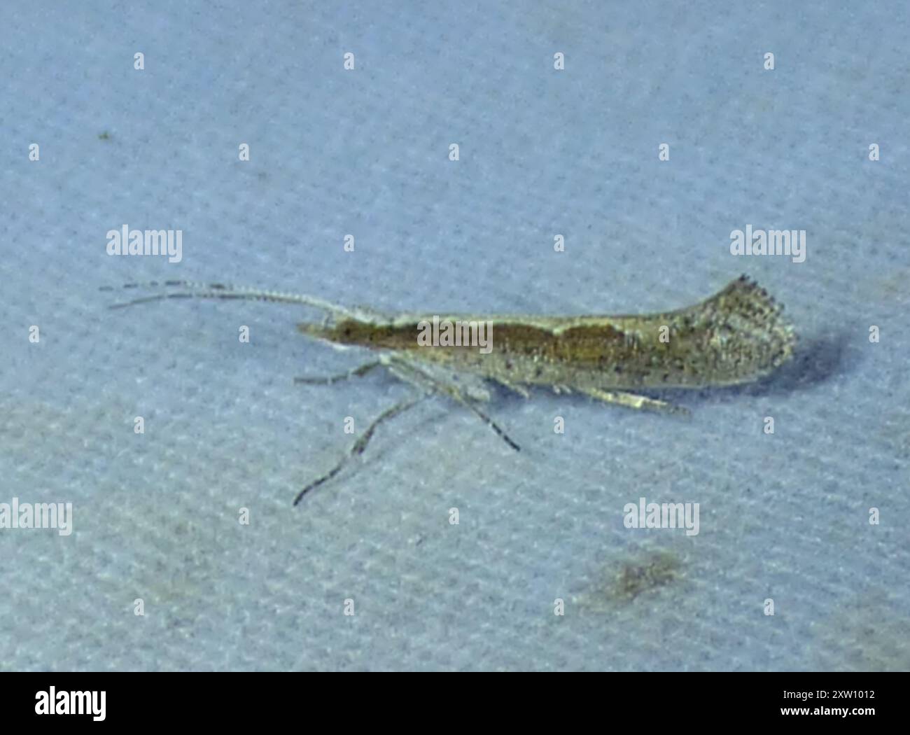 Diamondback Moth (Plutella xylostella) Insecta Stock Photo - Alamy