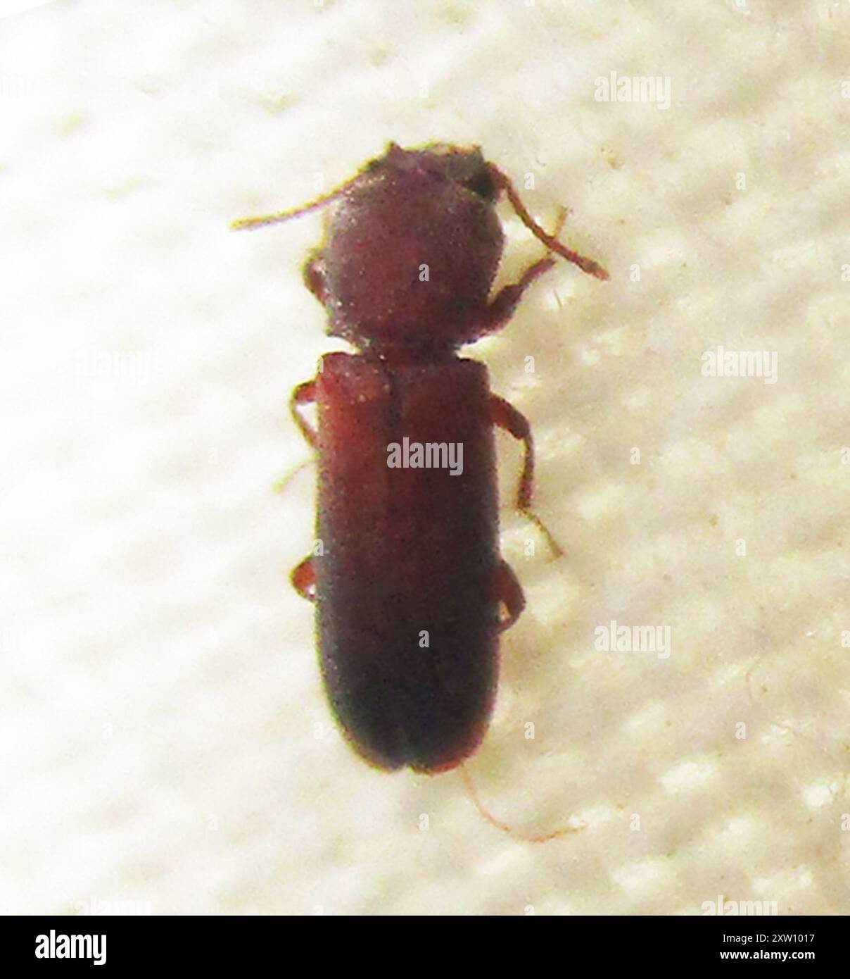 Powder-post Beetles (Lyctinae) Insecta Stock Photo - Alamy