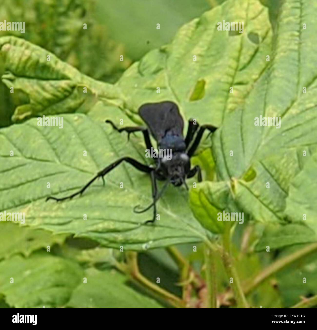 Spider Wasps (Pompilidae) Insecta Stock Photo - Alamy