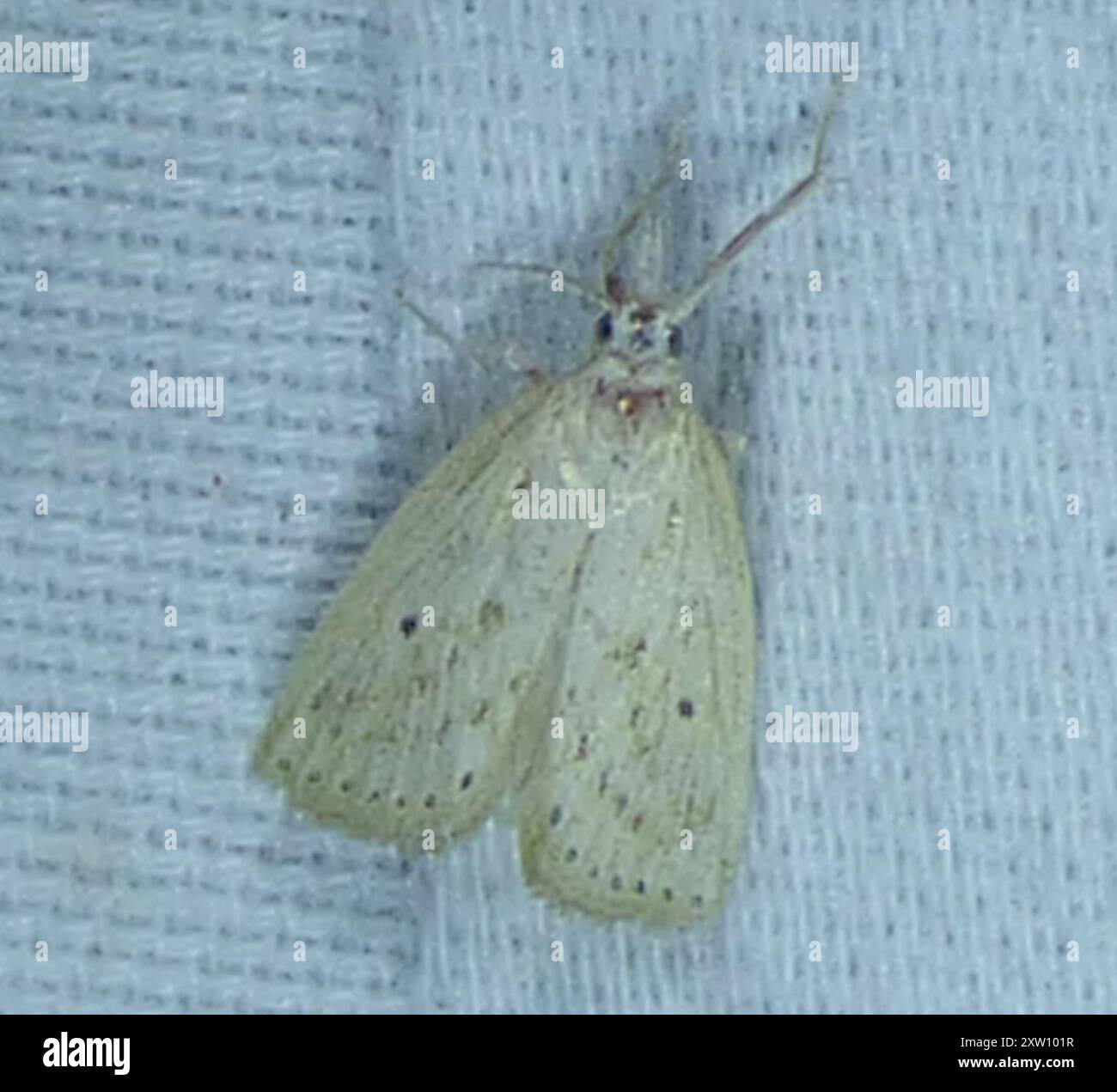 Diatraea hi-res stock photography and images - Alamy