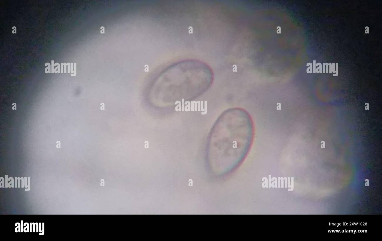 (Inosperma neobrunnescens) Fungi Stock Photo - Alamy