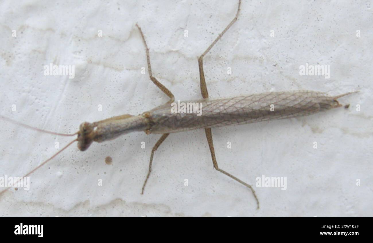 Mantids (Mantidae) Insecta Stock Photo - Alamy