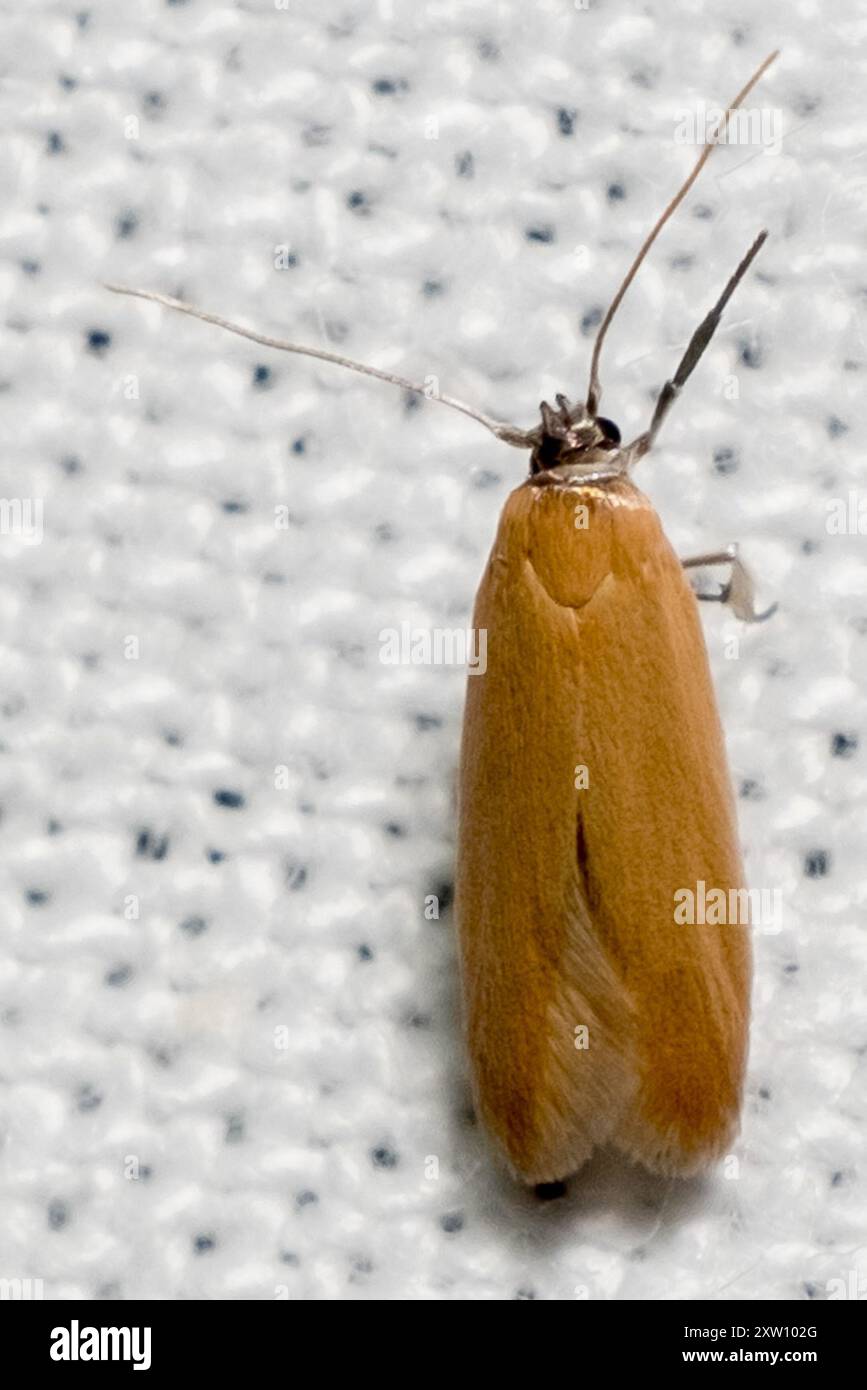 Blastobasid Moths (Blastobasidae) Insecta Stock Photo - Alamy