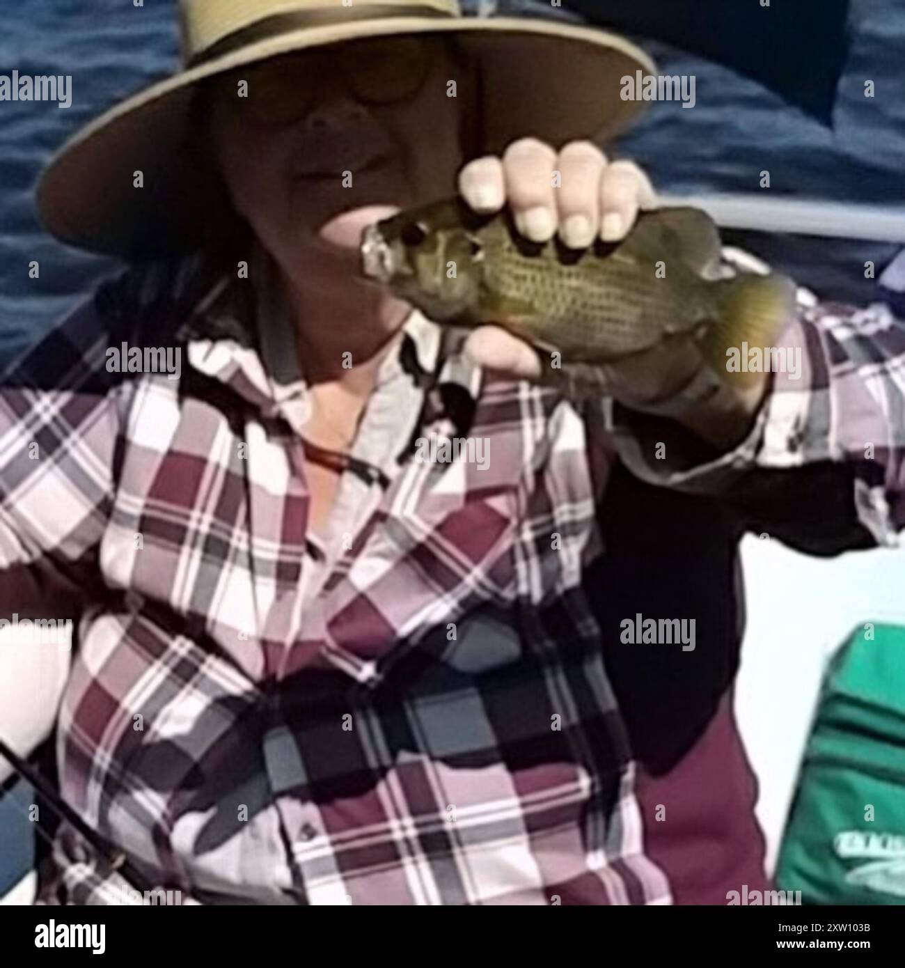 Rock Bass (Ambloplites rupestris) Actinopterygii Stock Photo - Alamy